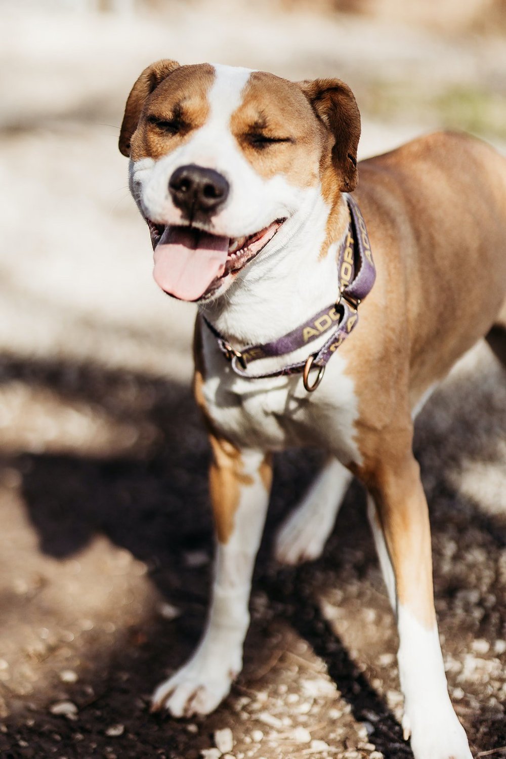 Columbia Missouri Pet Photography | Central MO Humane Society ...