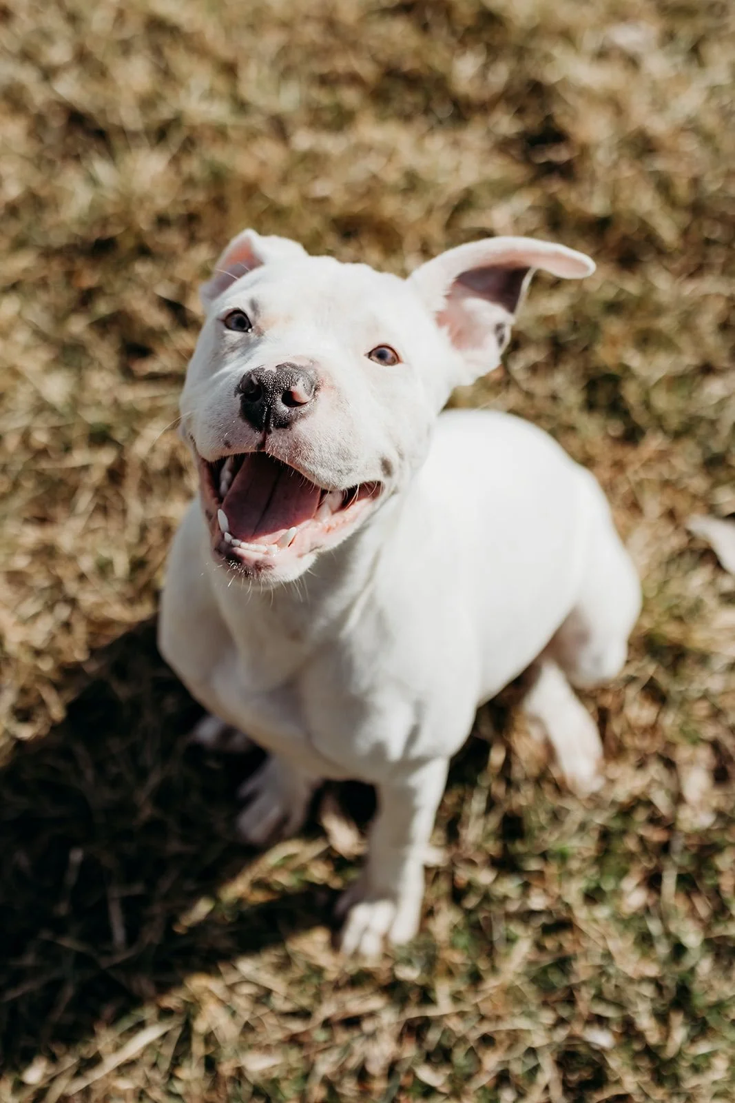 Columbia Missouri Pet Photography | Central MO Humane Society ...