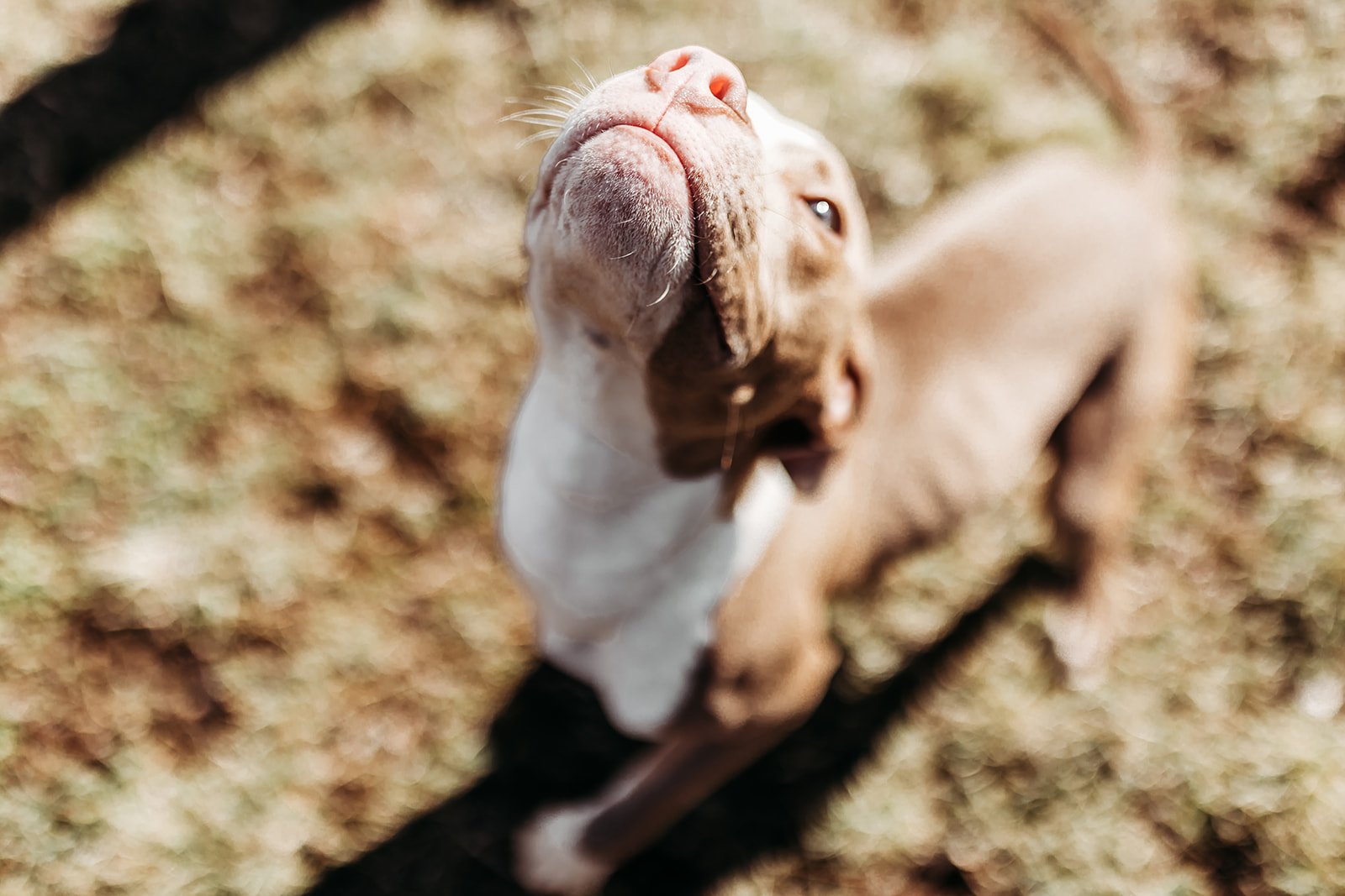 Columbia Missouri Pet Photography | Central MO Humane Society ...