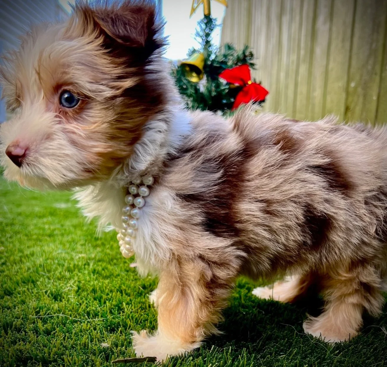 Blue Merle Yorkie