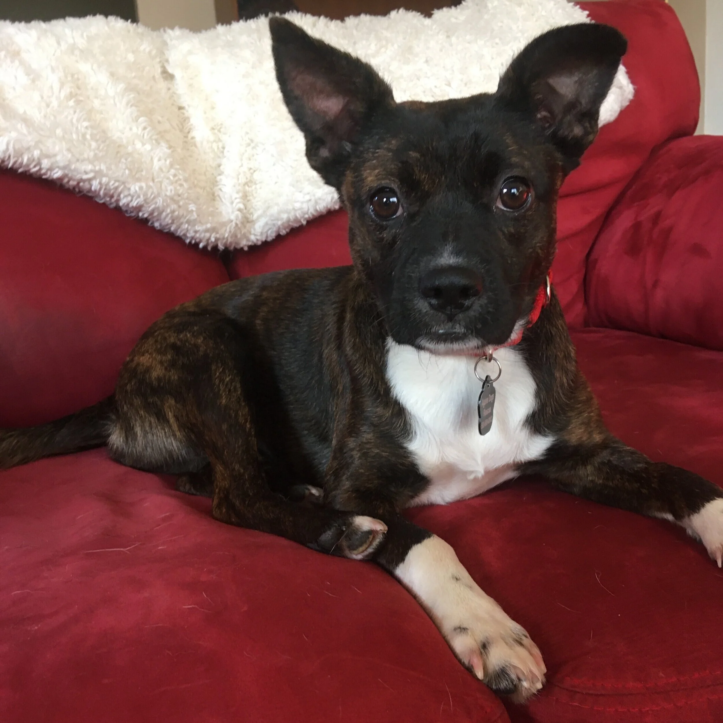 Adoption Application — Stumptown Strays: Oregon Dog Rescue