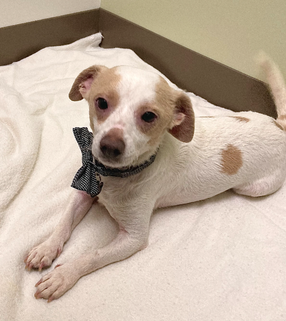 Our Mission — Stumptown Strays: Oregon Dog Rescue
