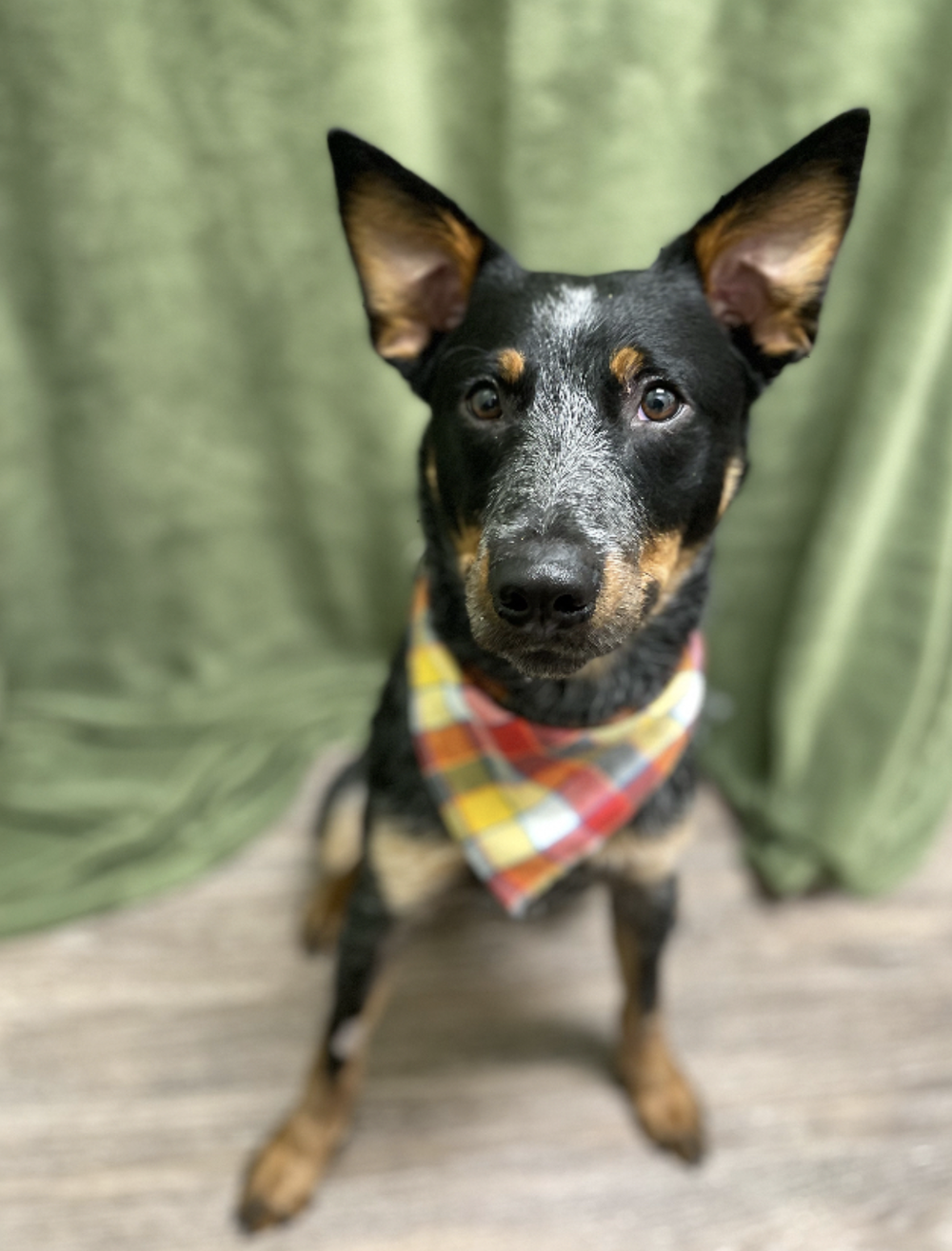 Our Mission — Stumptown Strays: Oregon Dog Rescue