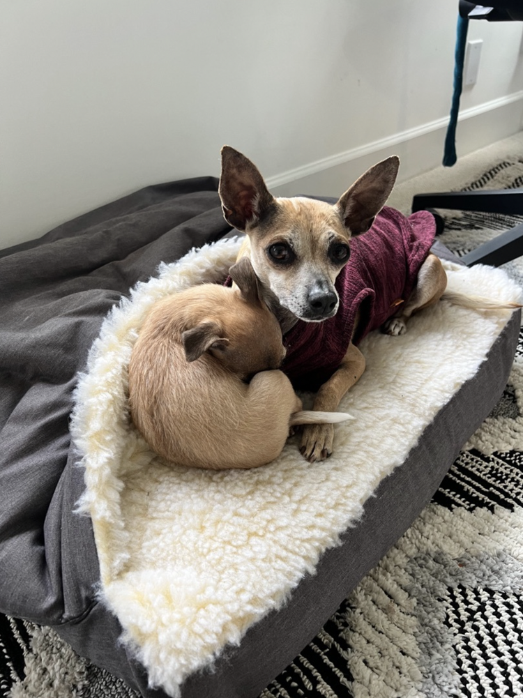 Adoption Application — Stumptown Strays: Oregon Dog Rescue