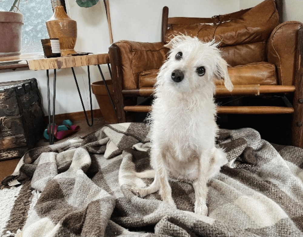 What to Know When You Adopt a Dog — Stumptown Strays: Oregon Dog Rescue