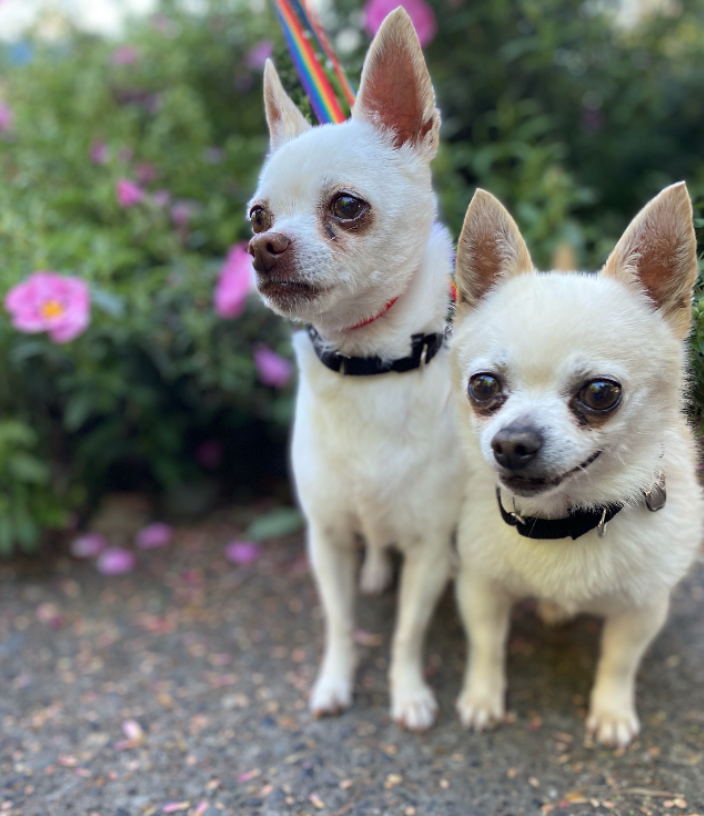 Our Mission — Stumptown Strays: Oregon Dog Rescue
