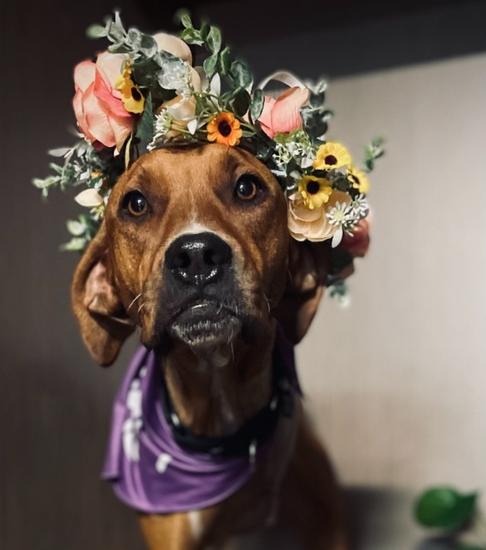 Our Mission — Stumptown Strays: Oregon Dog Rescue