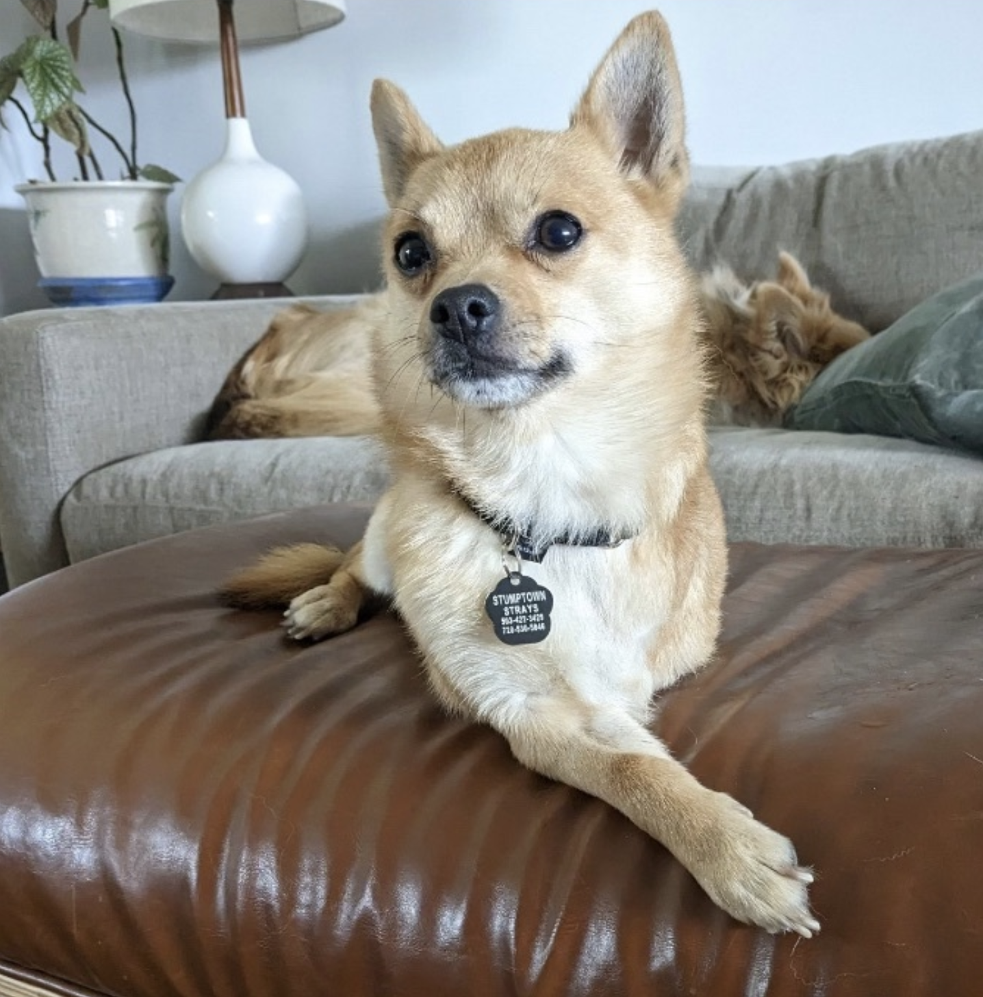 Stumptown Strays: Oregon Dog Rescue