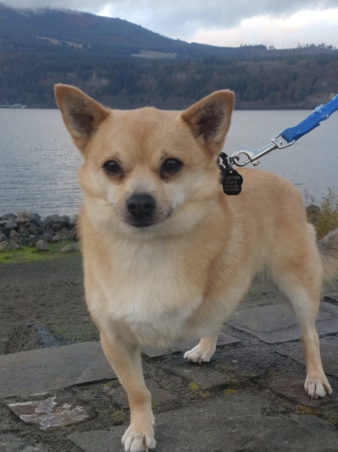 Adoptable Dogs in Oregon — Stumptown Strays: Oregon Dog Rescue