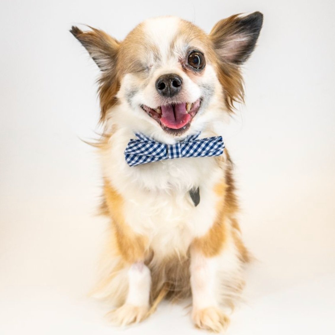 Adoptable Dogs in Oregon — Stumptown Strays: Oregon Dog Rescue