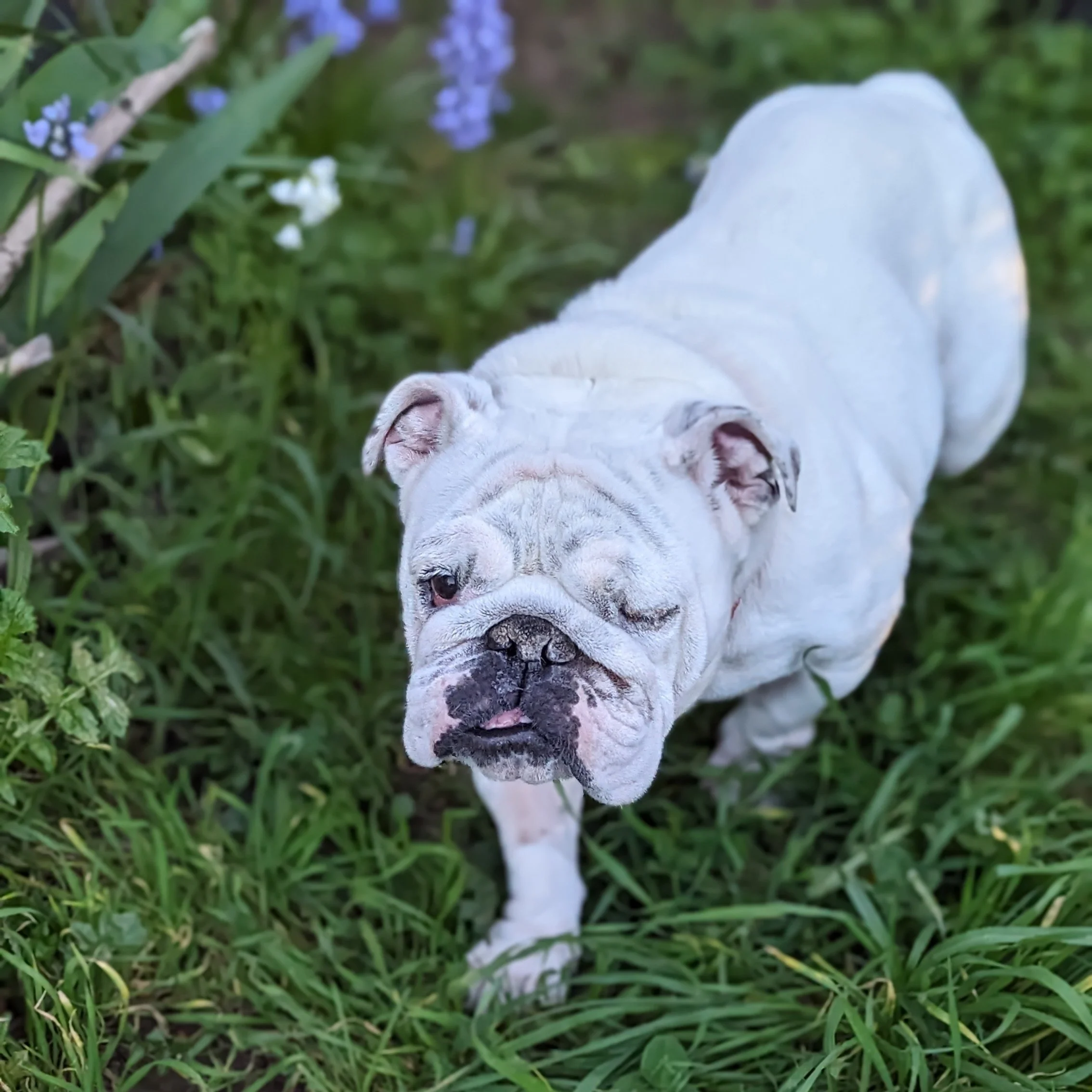 Adoptable Dogs in Oregon — Stumptown Strays: Oregon Dog Rescue