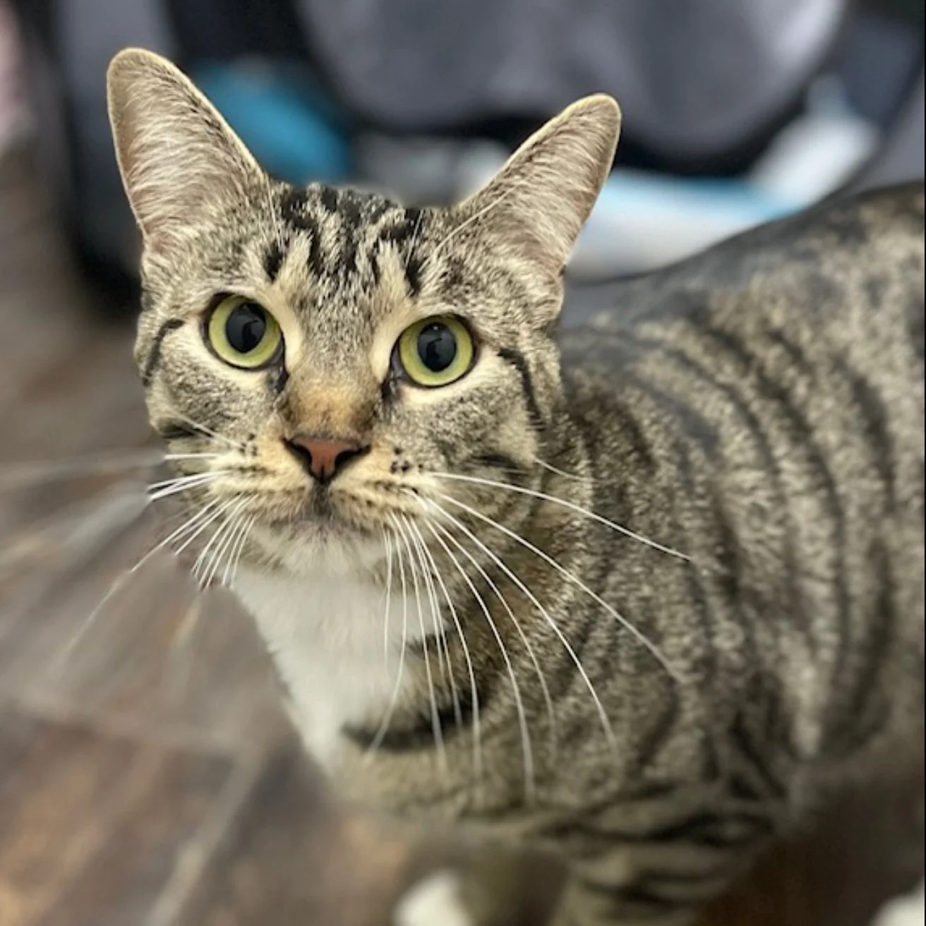 Adoptable Dogs in Oregon — Stumptown Strays: Oregon Dog Rescue