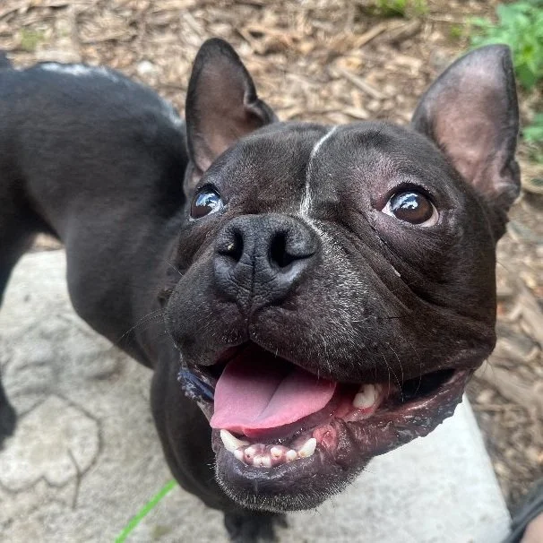 Stumptown Strays: Oregon Dog Rescue