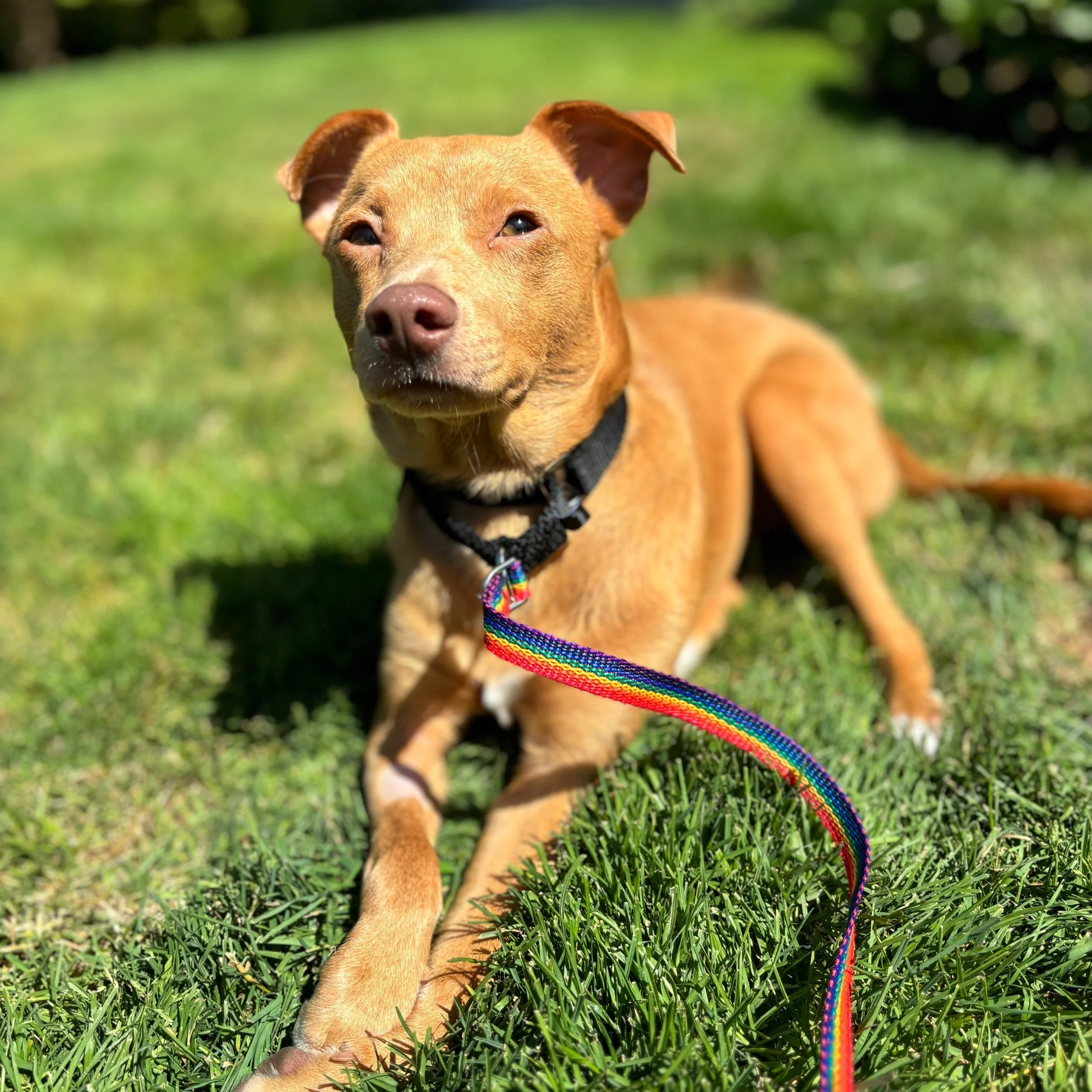 Stumptown Strays: Oregon Dog Rescue