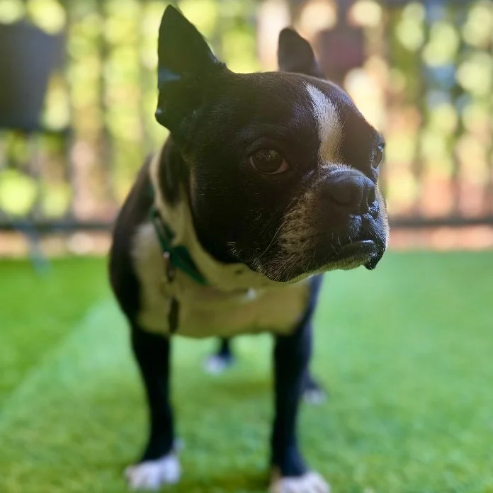 Adoptable Dogs in Oregon — Stumptown Strays: Oregon Dog Rescue