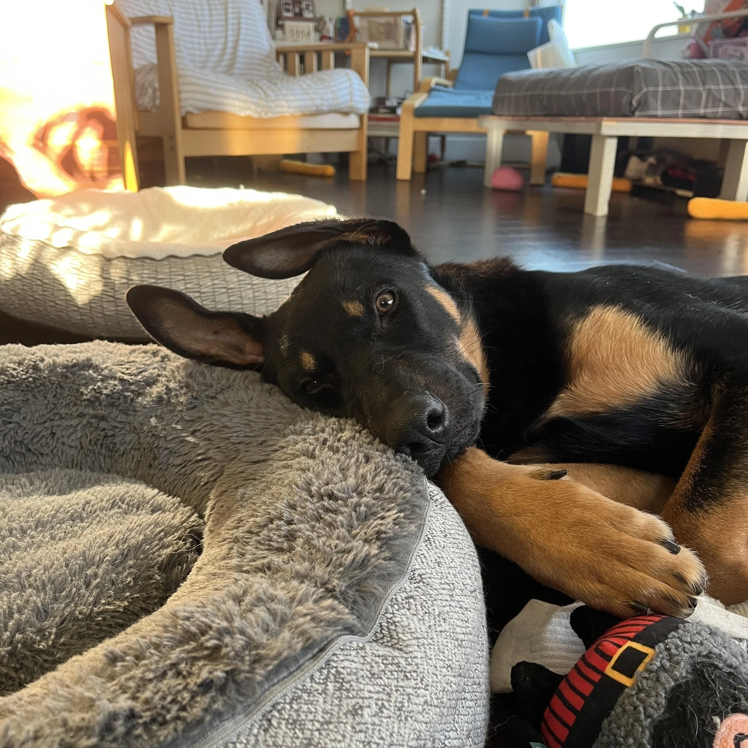 Adoptable Dogs in Oregon — Stumptown Strays: Oregon Dog Rescue