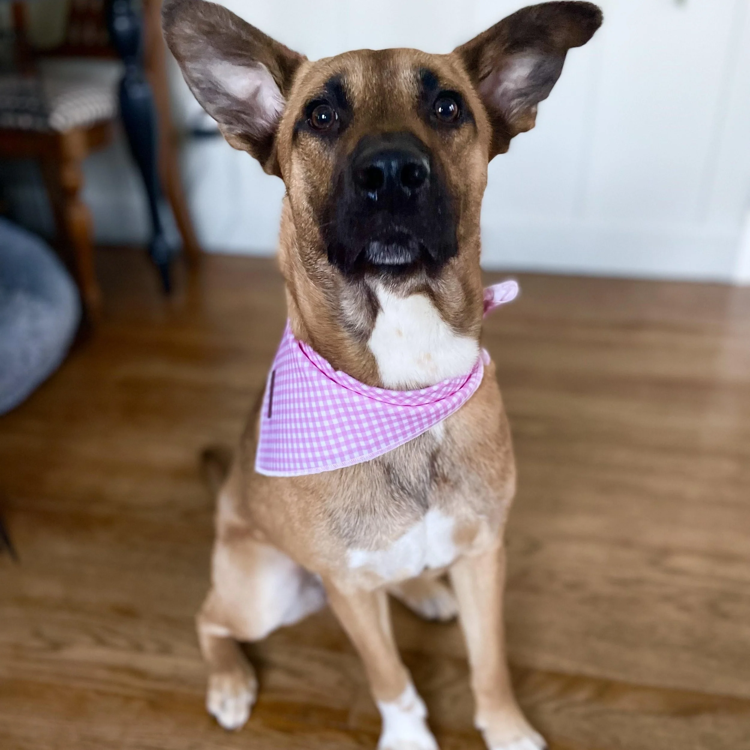 Adoptable Dogs in Oregon — Stumptown Strays: Oregon Dog Rescue