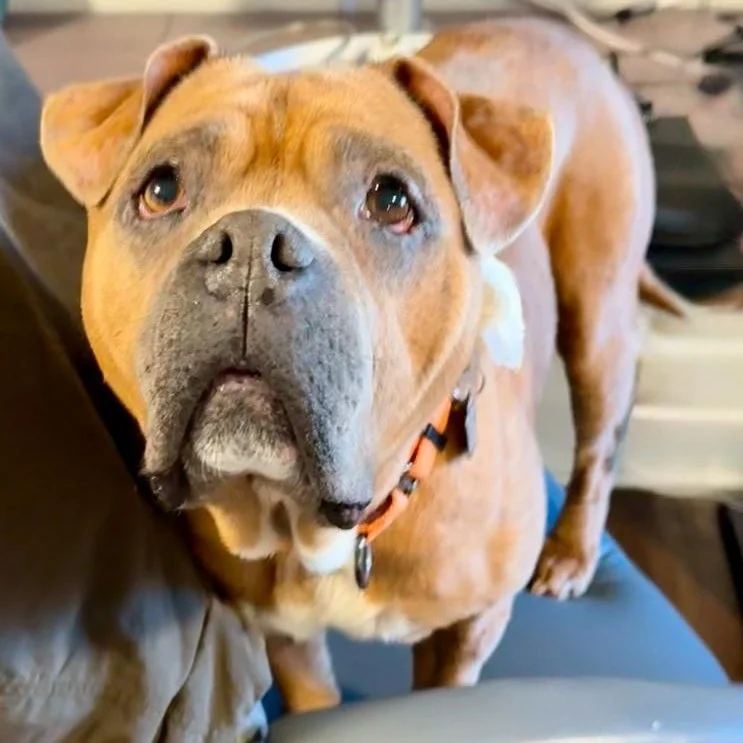 Adoptable Dogs in Oregon — Stumptown Strays: Oregon Dog Rescue