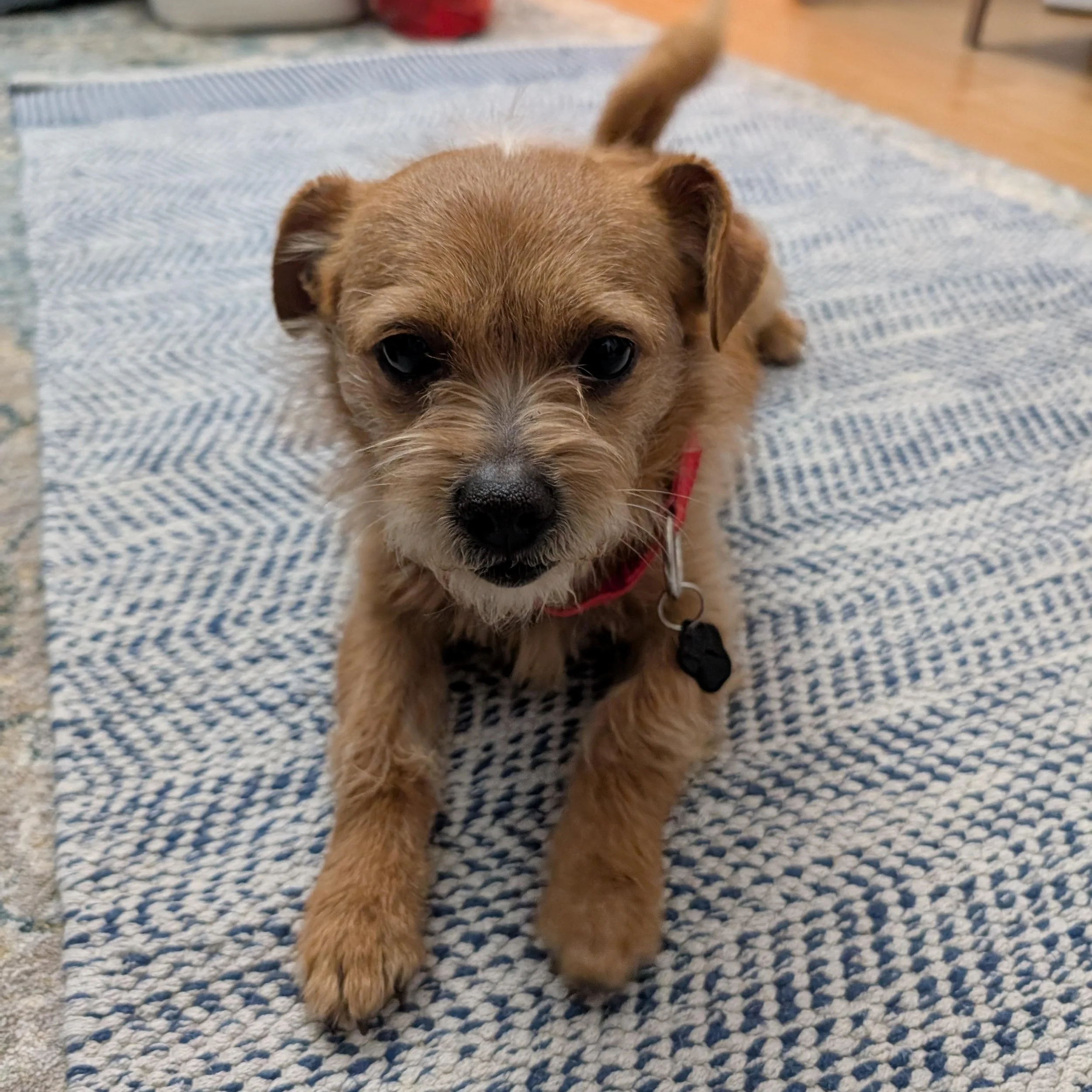 Adoptable Dogs in Oregon — Stumptown Strays: Oregon Dog Rescue