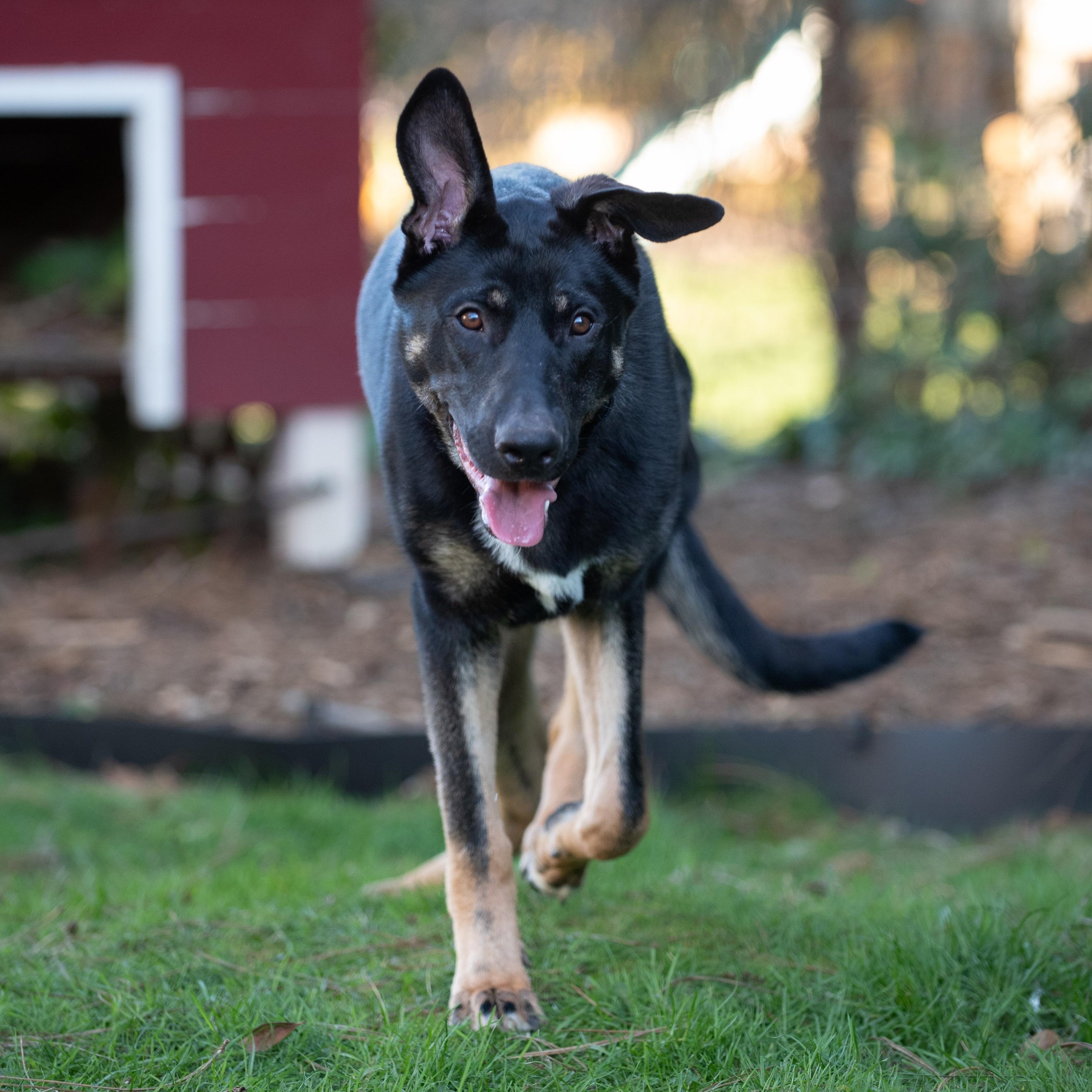 Adoptable Dogs in Oregon — Stumptown Strays: Oregon Dog Rescue