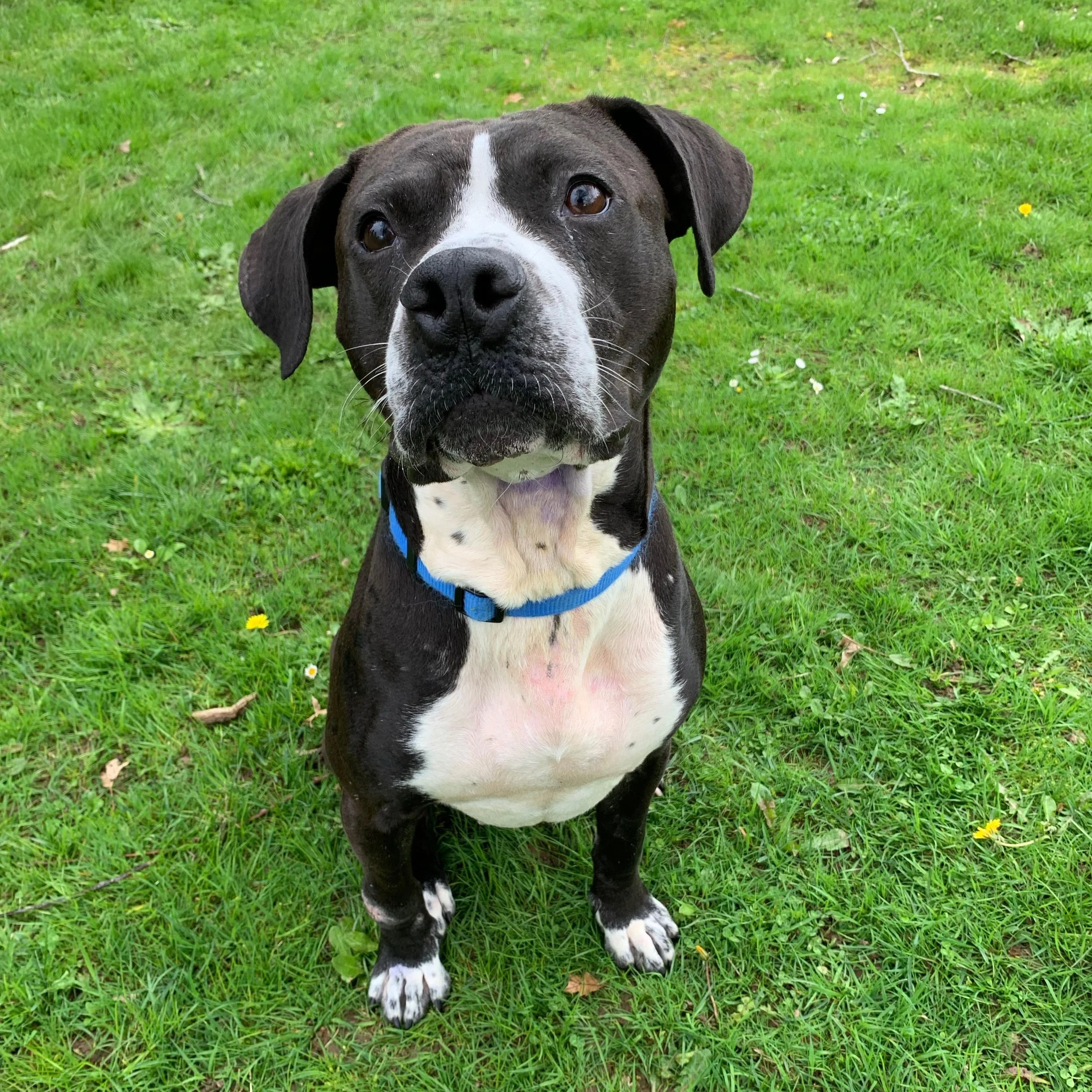 Adoptable Dogs in Oregon — Stumptown Strays: Oregon Dog Rescue