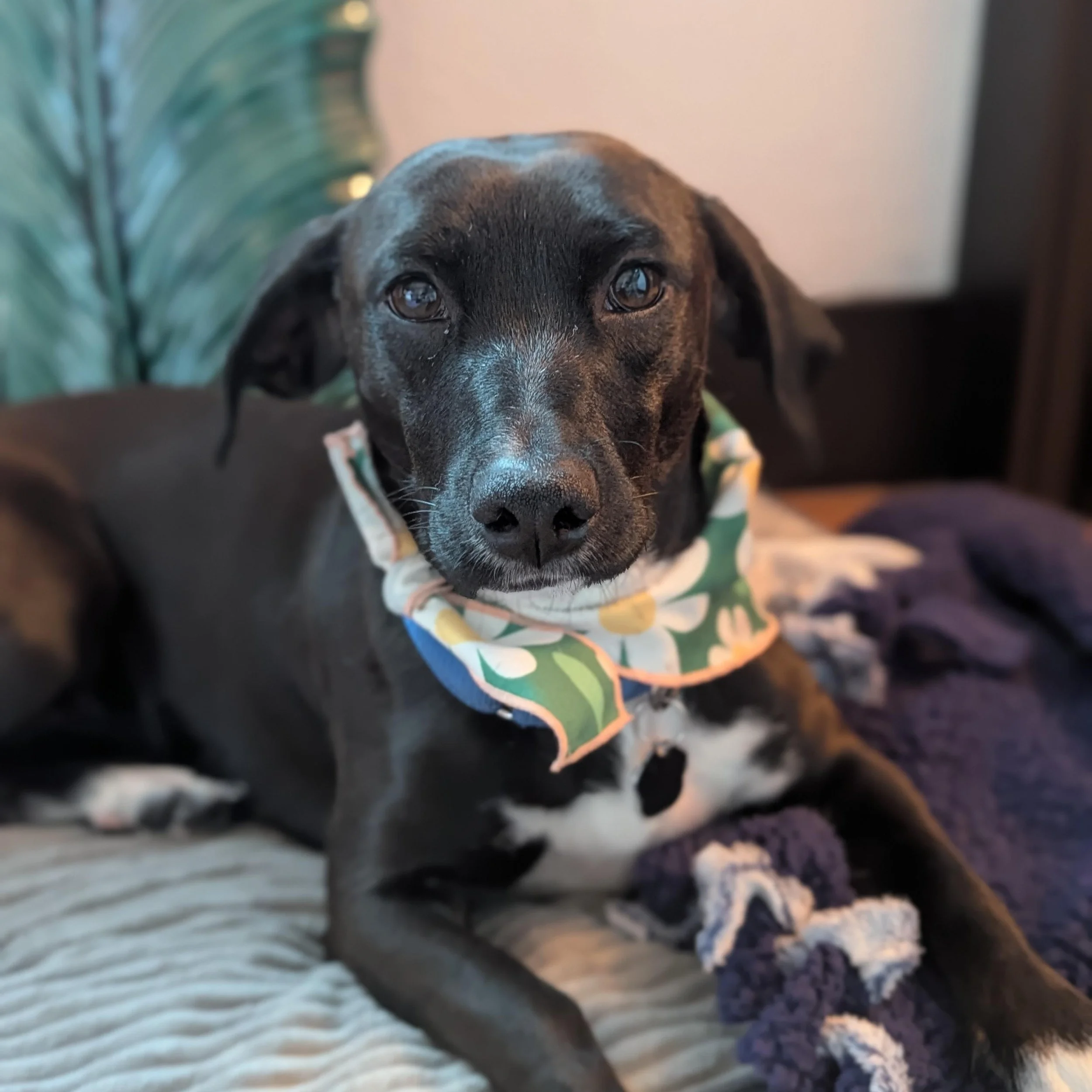 Adoptable Dogs in Oregon — Stumptown Strays: Oregon Dog Rescue