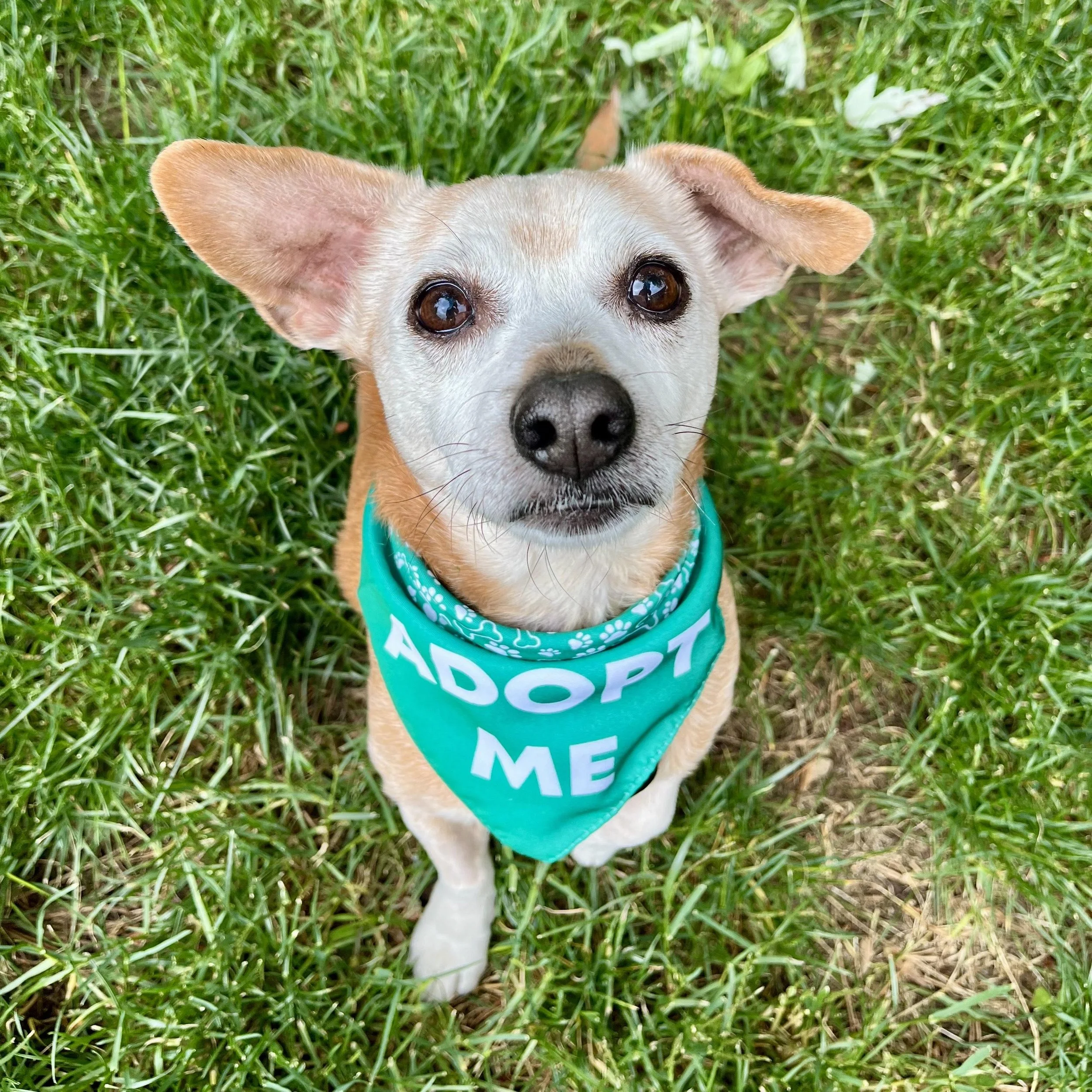 Stumptown Strays: Oregon Dog Rescue