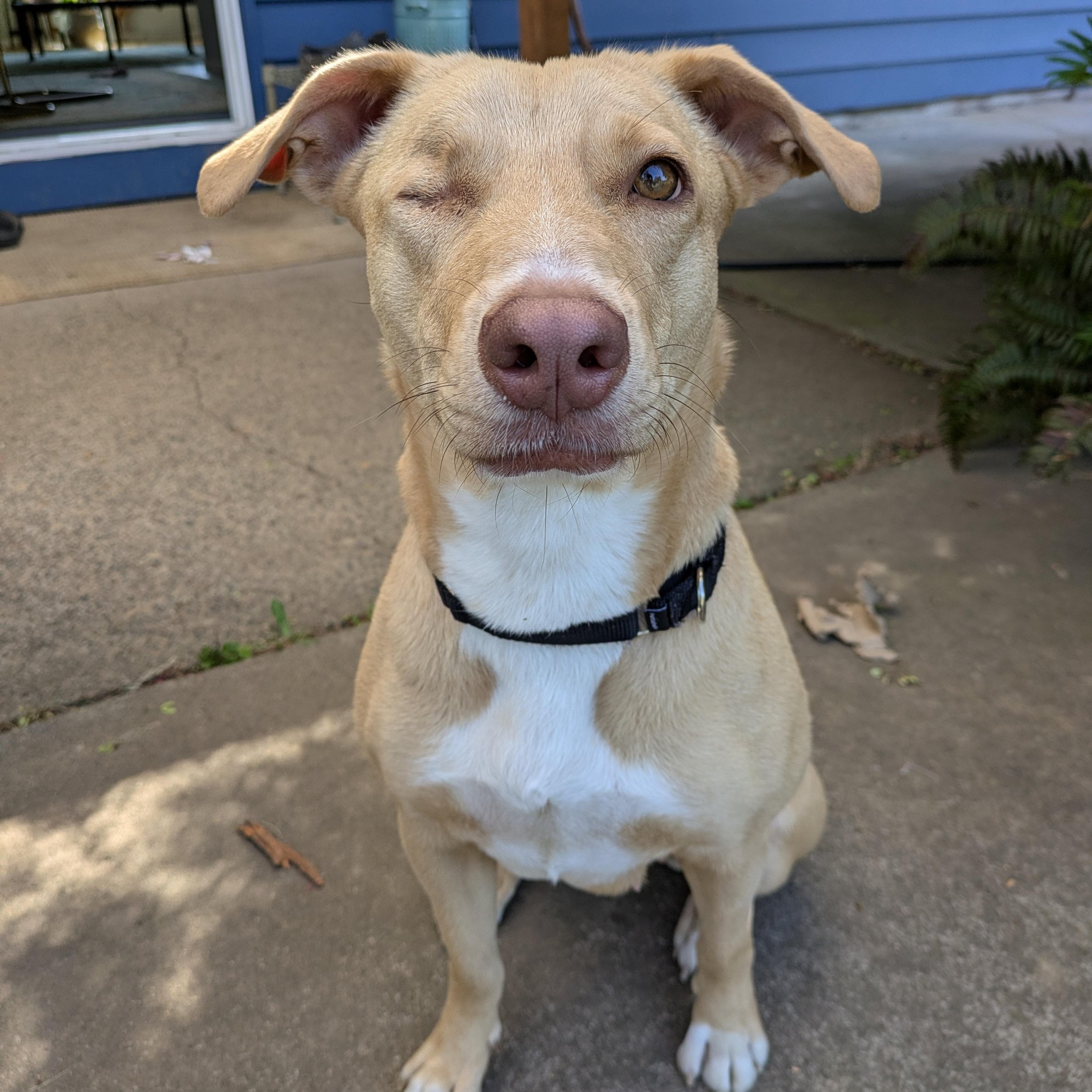 Adoptable Dogs in Oregon — Stumptown Strays: Oregon Dog Rescue