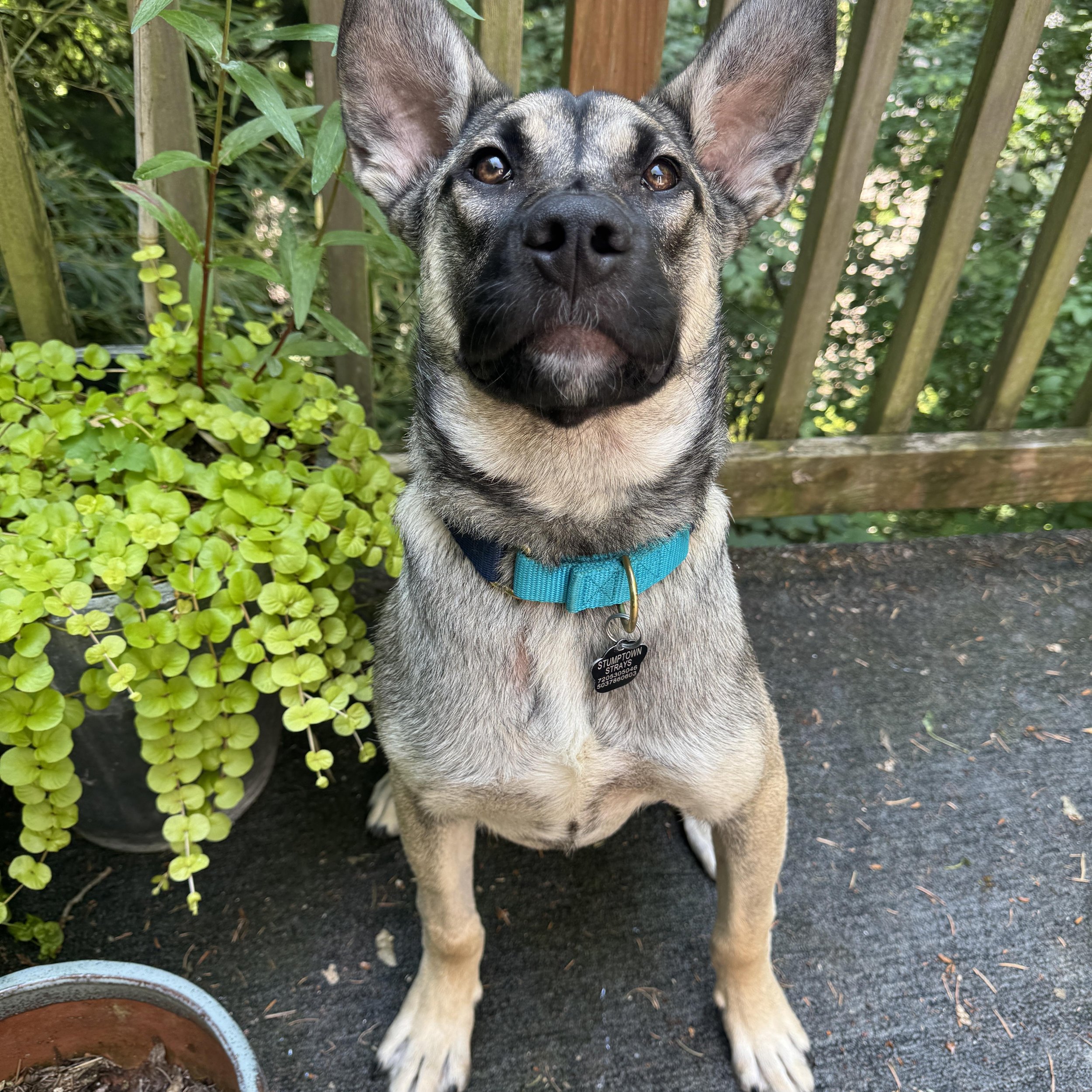 Adoptable Dogs in Oregon — Stumptown Strays: Oregon Dog Rescue