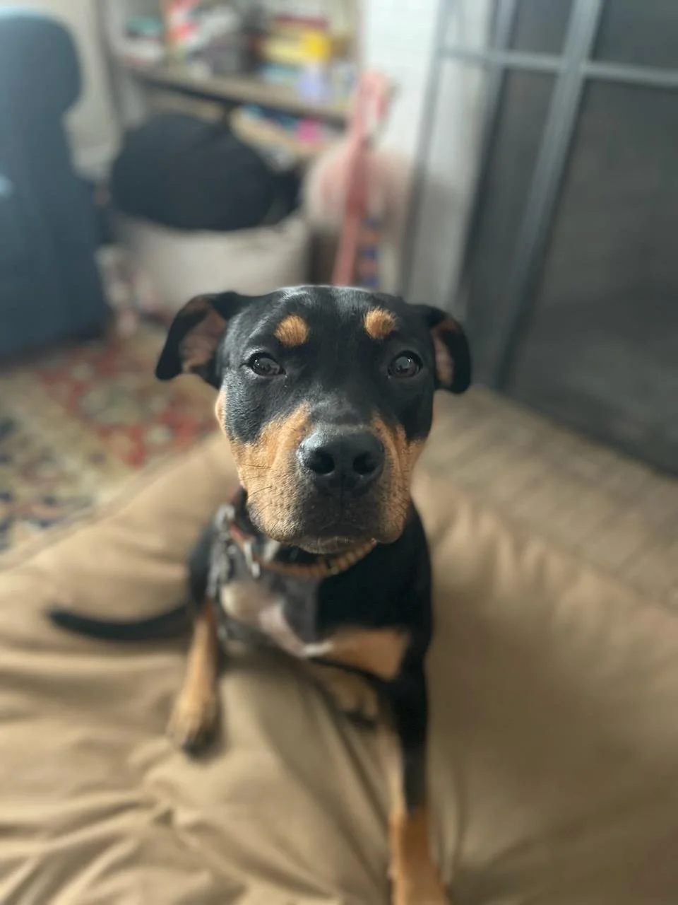 Adoptable Dogs in Oregon — Stumptown Strays: Oregon Dog Rescue