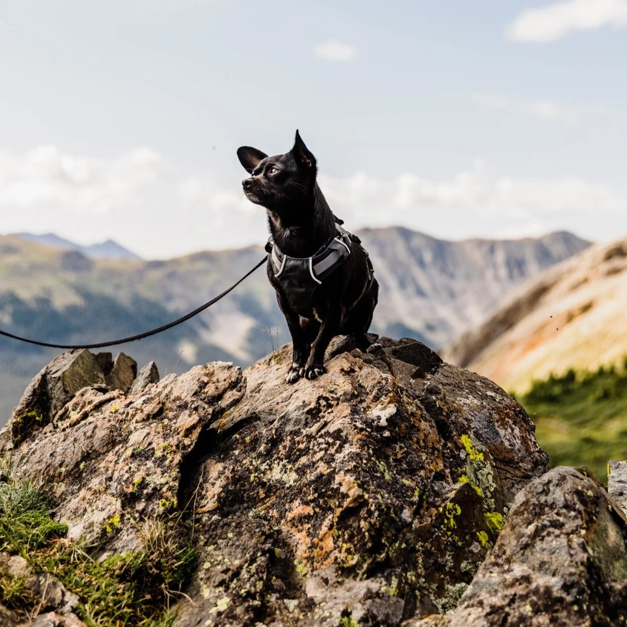Our Veterinary Team — Stumptown Strays: Oregon Dog Rescue