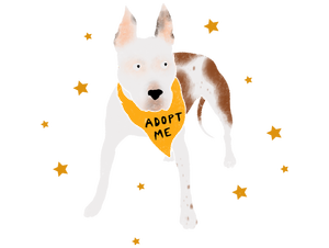 Adoptable Dogs in Oregon — Stumptown Strays: Oregon Dog Rescue
