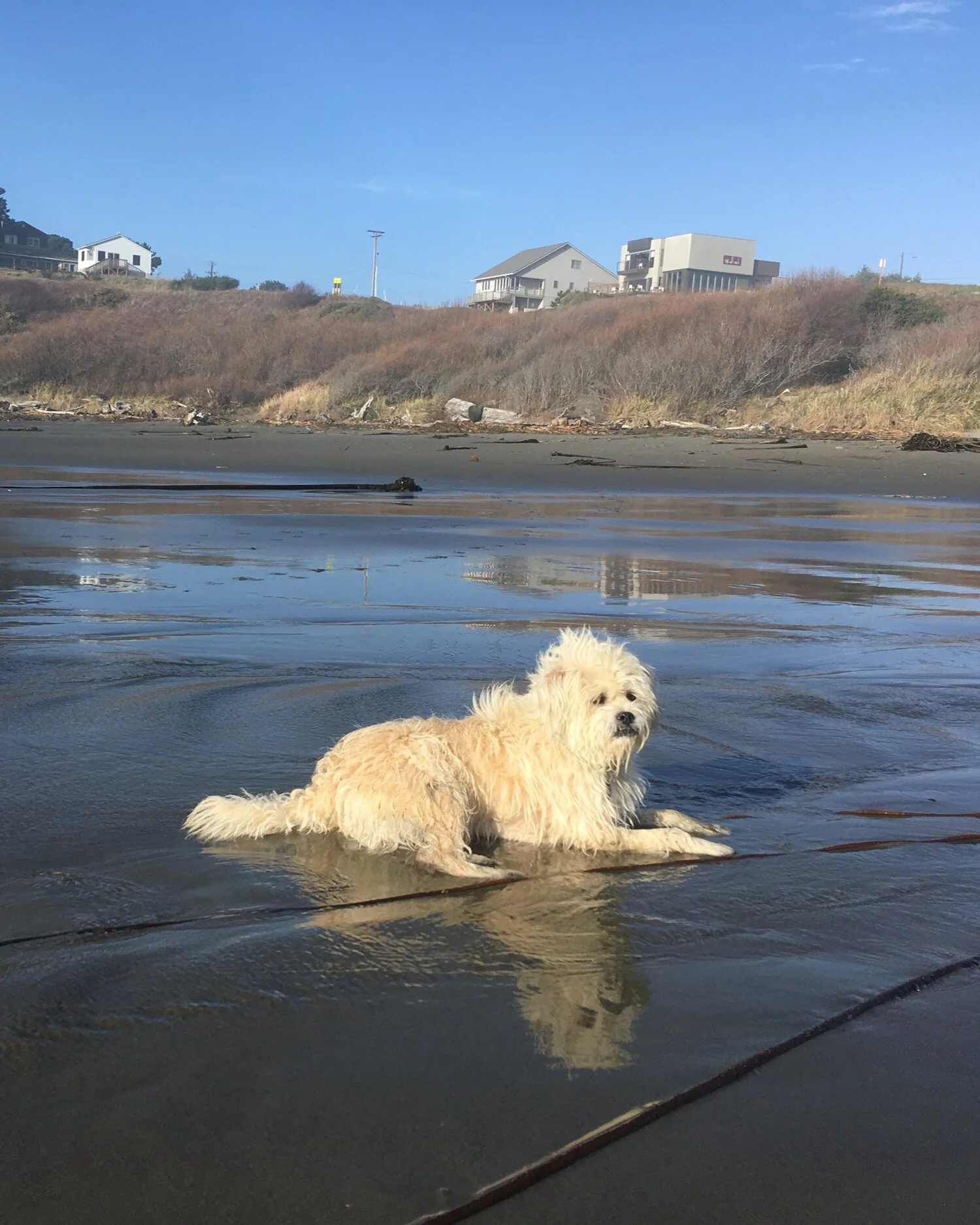 Adoption Application — Stumptown Strays: Oregon Dog Rescue