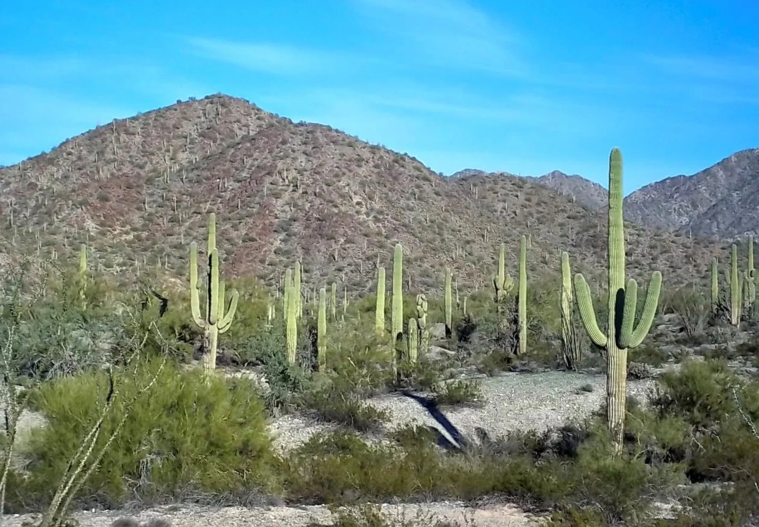 Promise Property Management