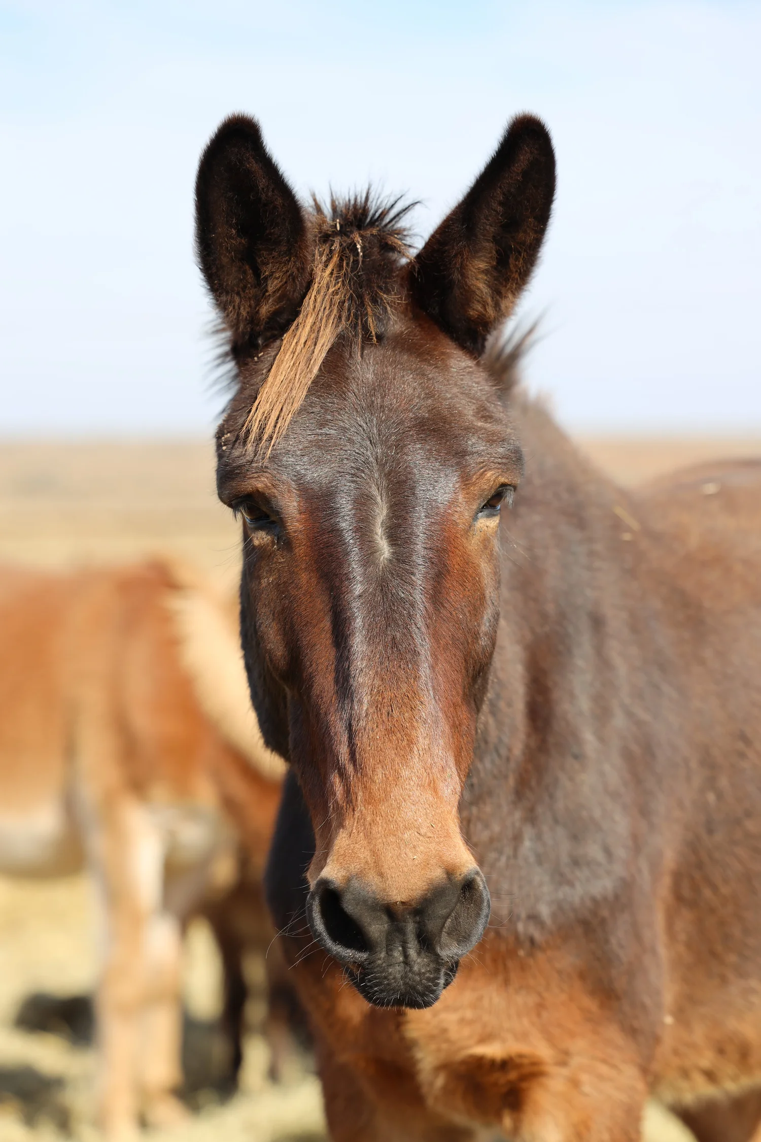 Lost Meadows Mule Refuge