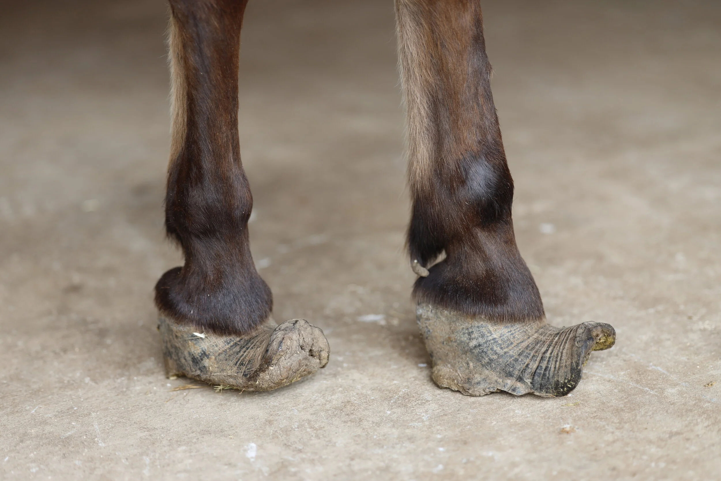 Lost Meadows Mule Refuge