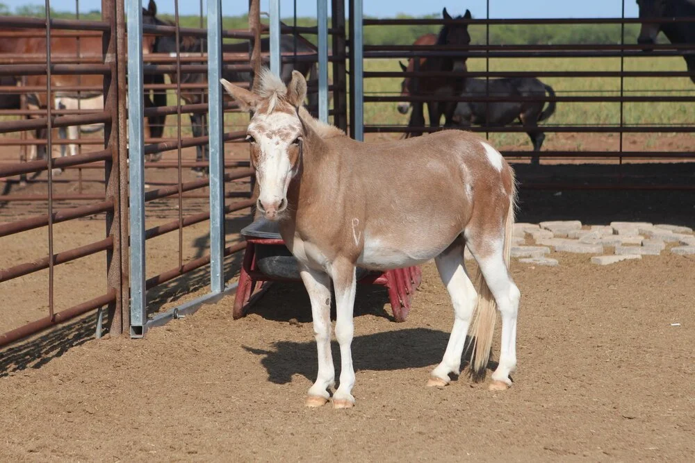 Adopt — Lost Meadows Mule Refuge