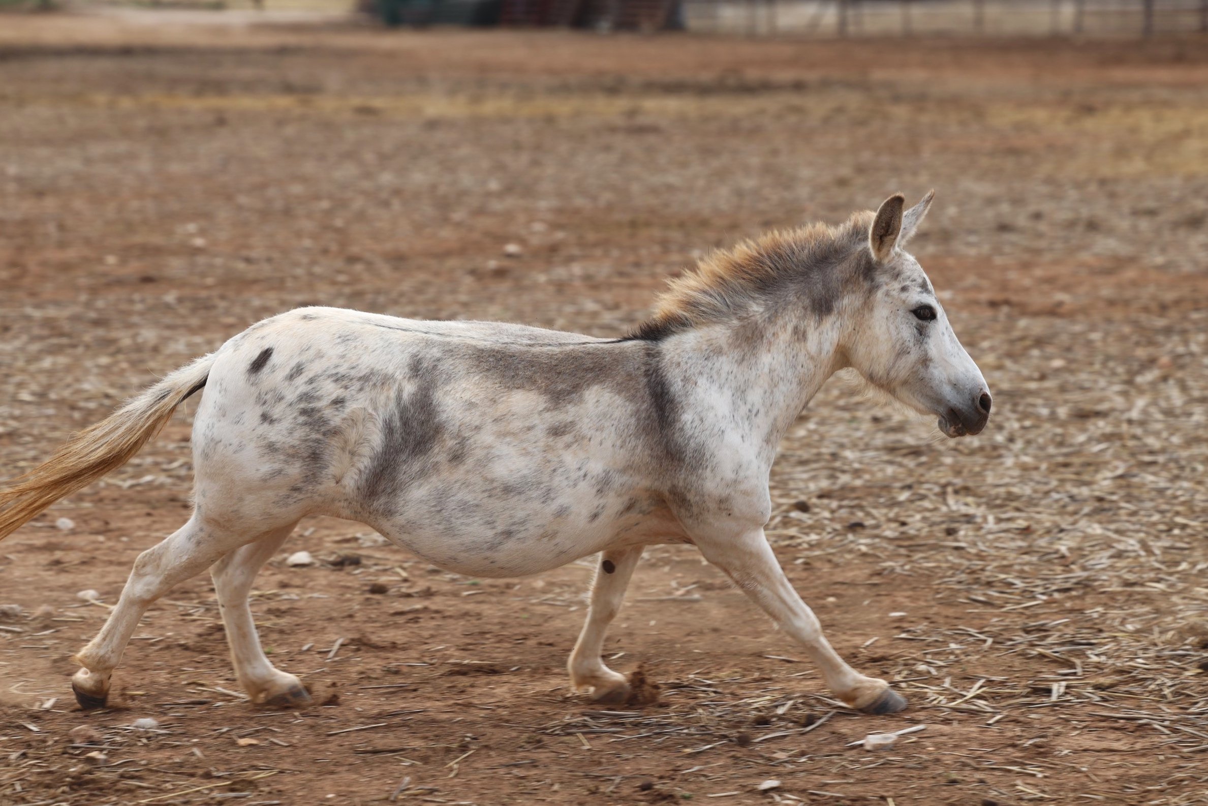 Adopt — Lost Meadows Mule Refuge