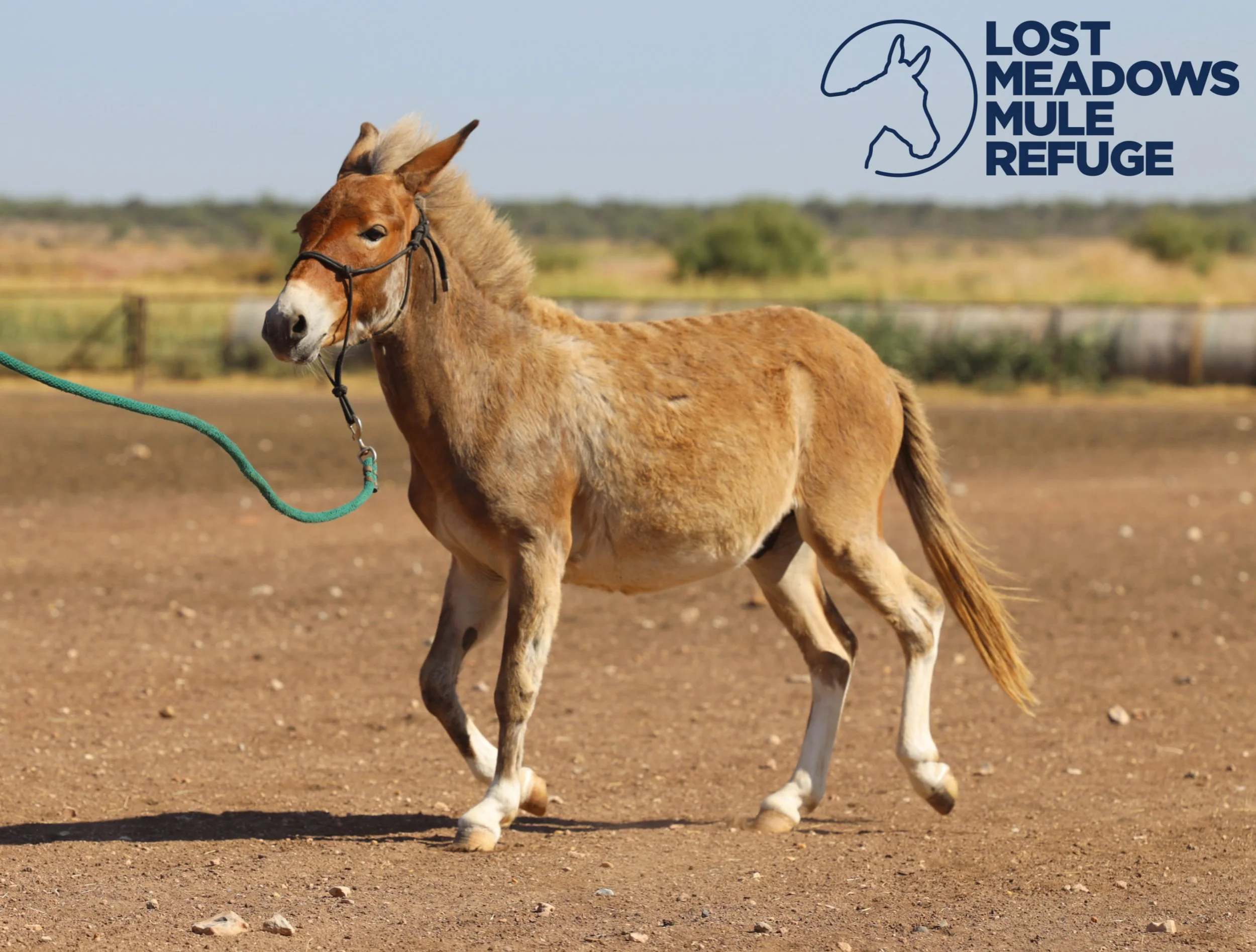 Adopt — Lost Meadows Mule Refuge