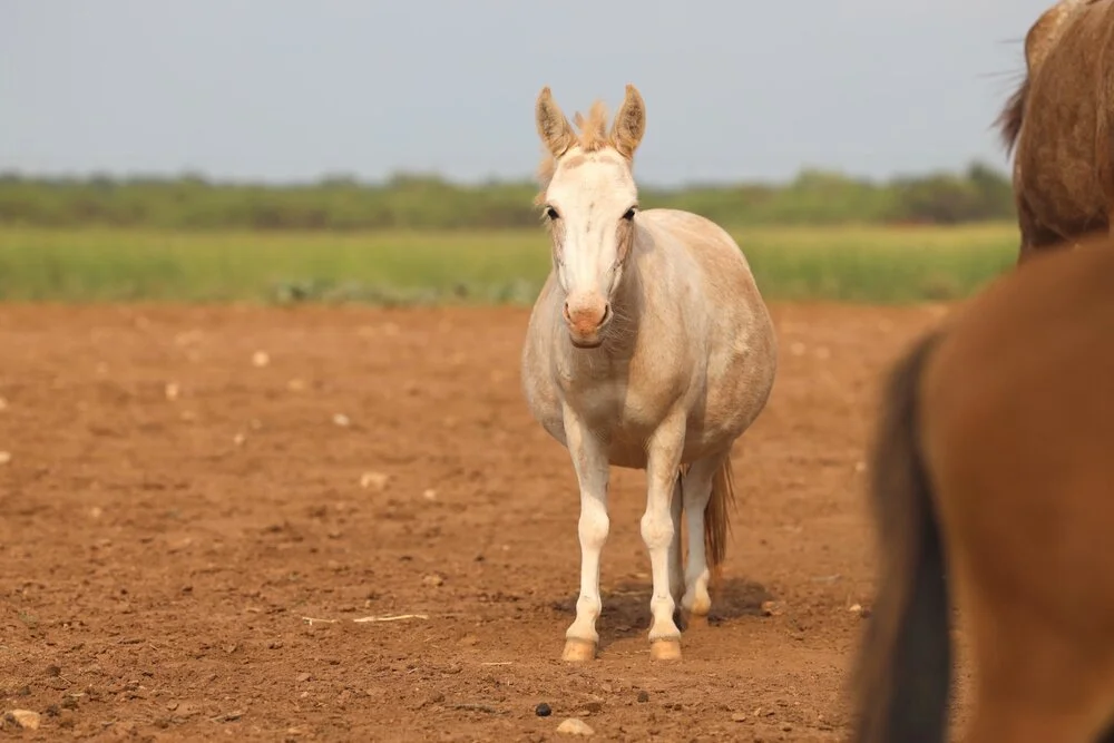 Adopt — Lost Meadows Mule Refuge