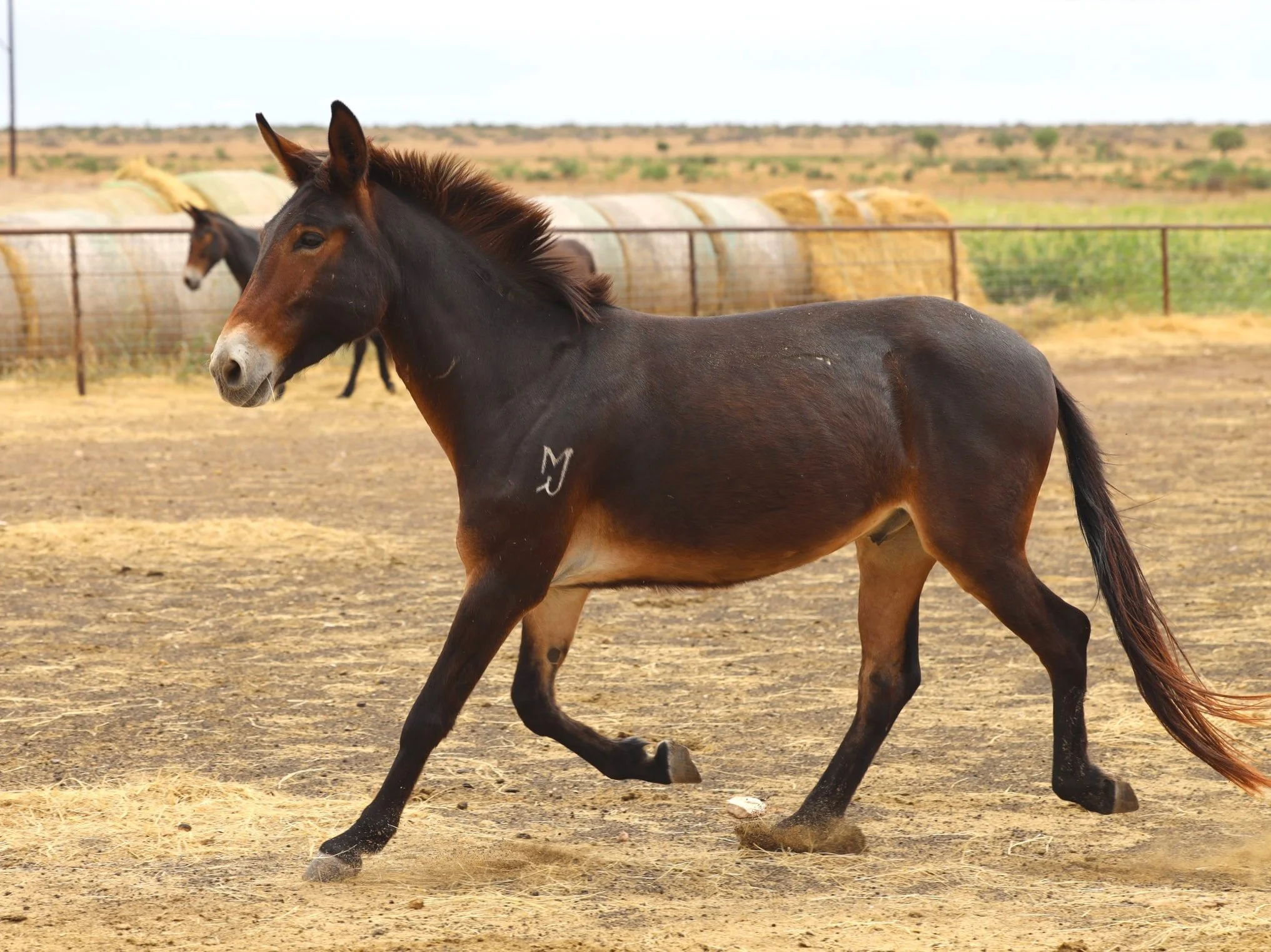 Adopt — Lost Meadows Mule Refuge