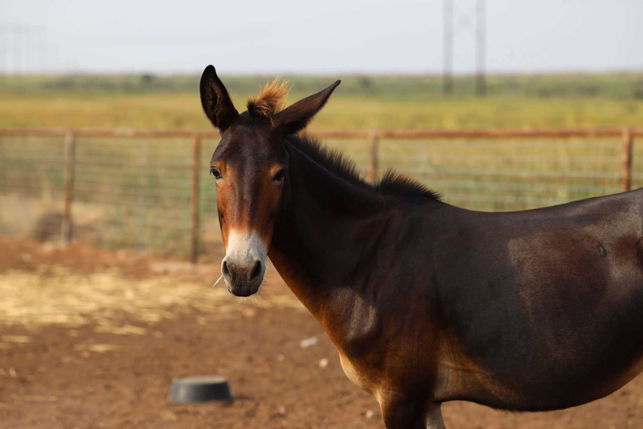 Adopt — Lost Meadows Mule Refuge