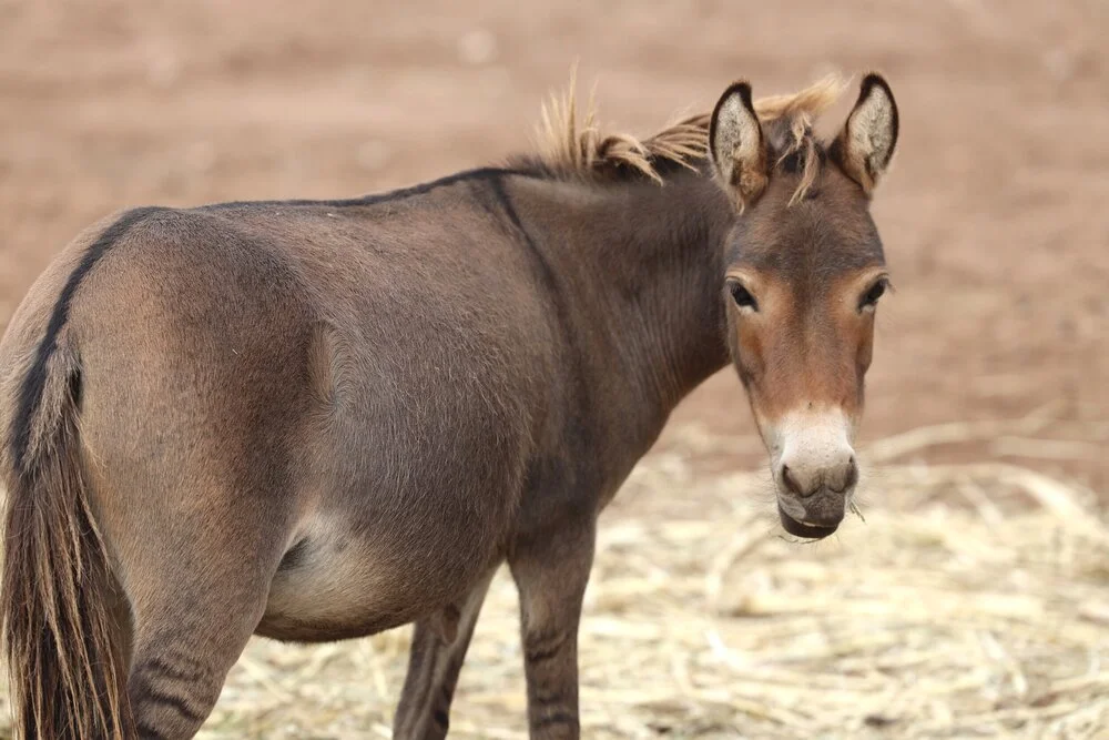 Adopt — Lost Meadows Mule Refuge