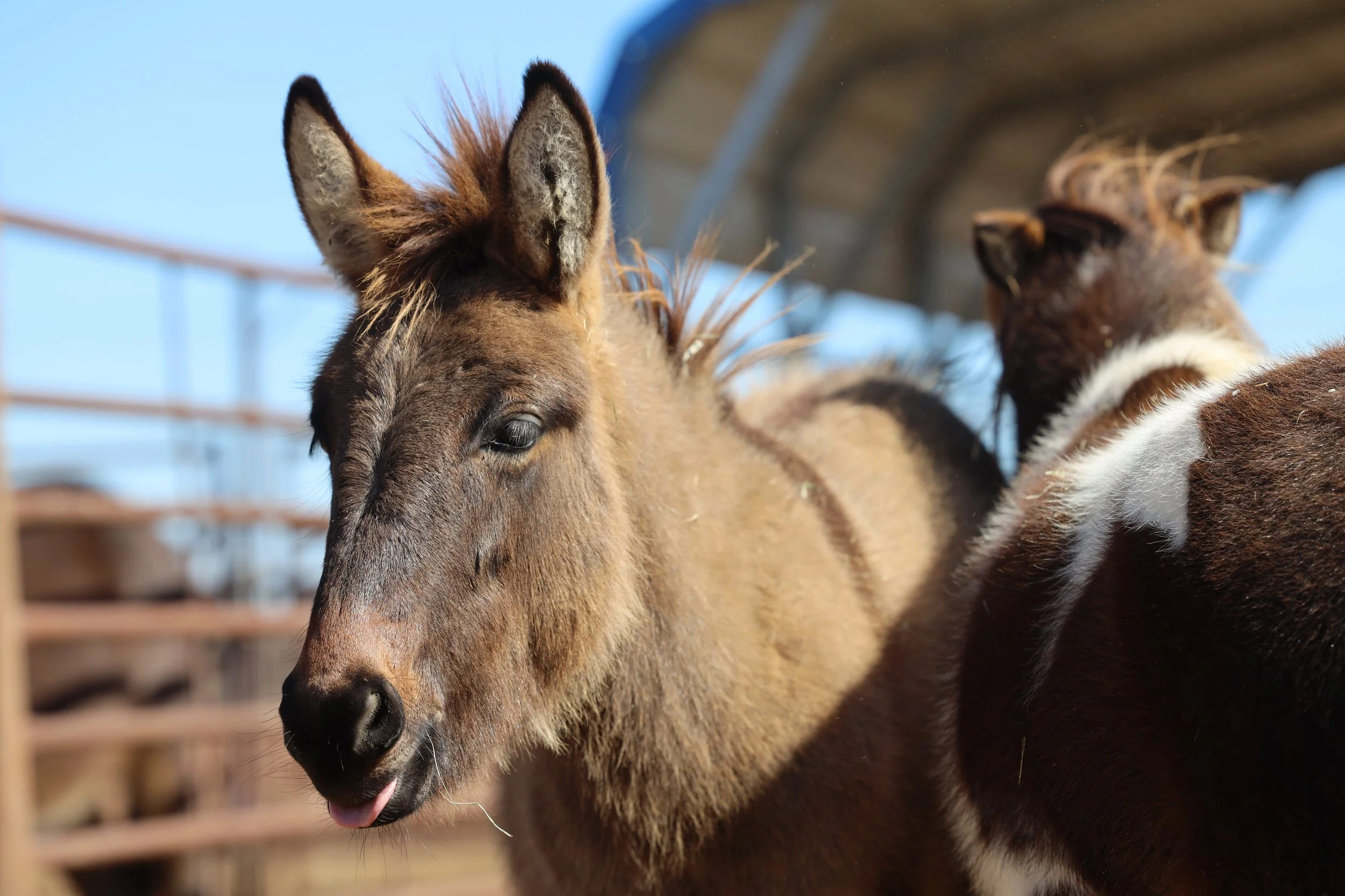Adopt — Lost Meadows Mule Refuge