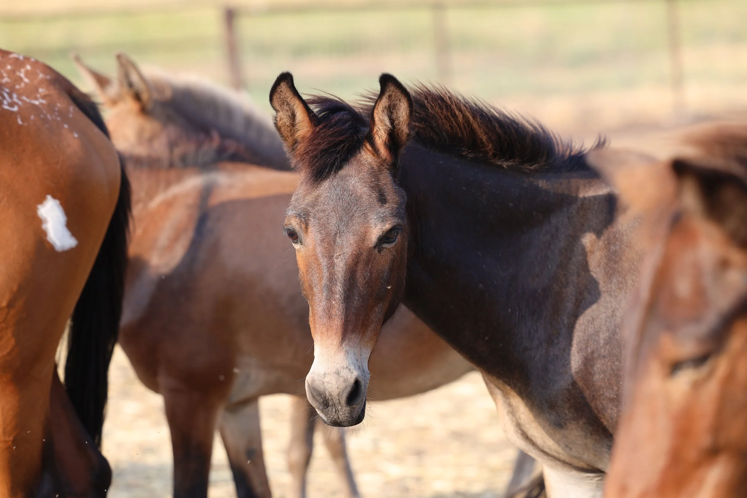 Adopt — Lost Meadows Mule Refuge