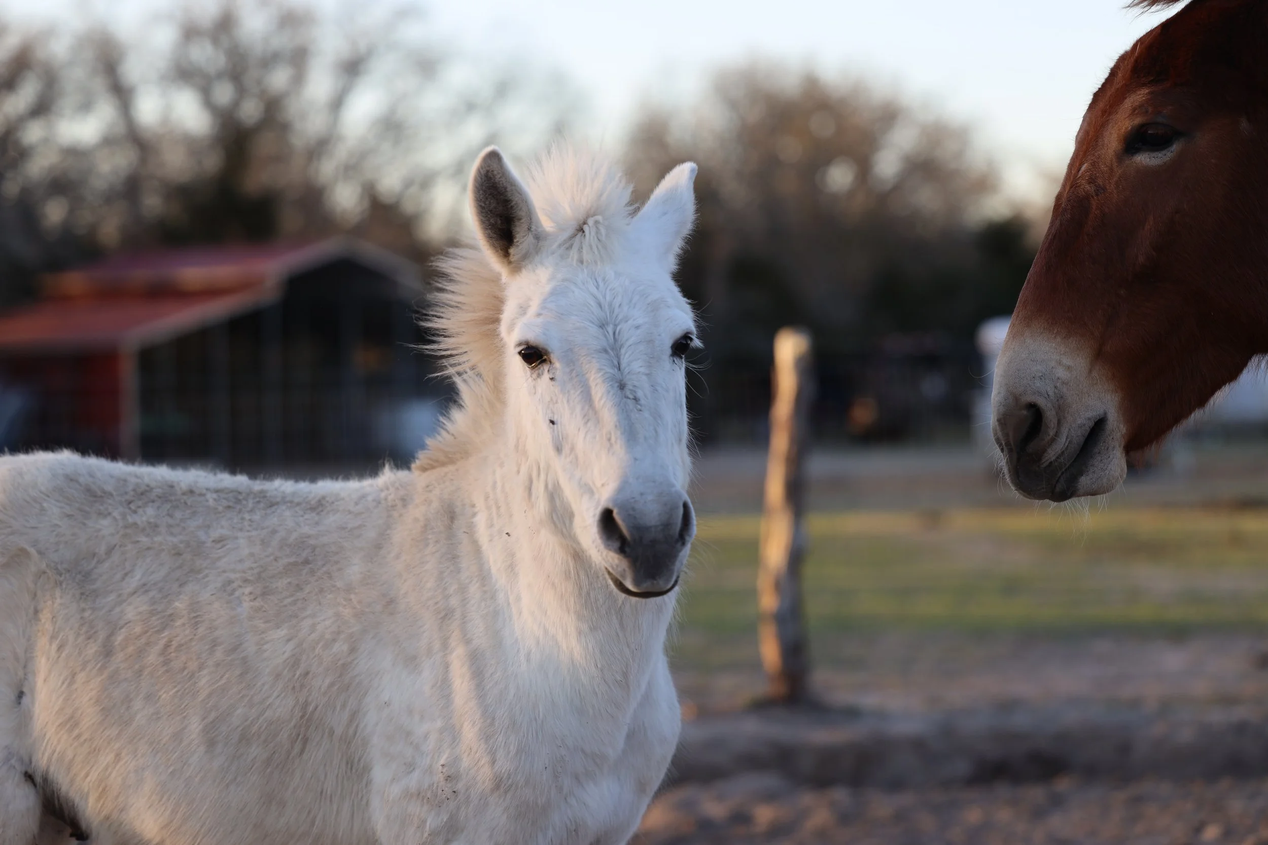 Adopt — Lost Meadows Mule Refuge