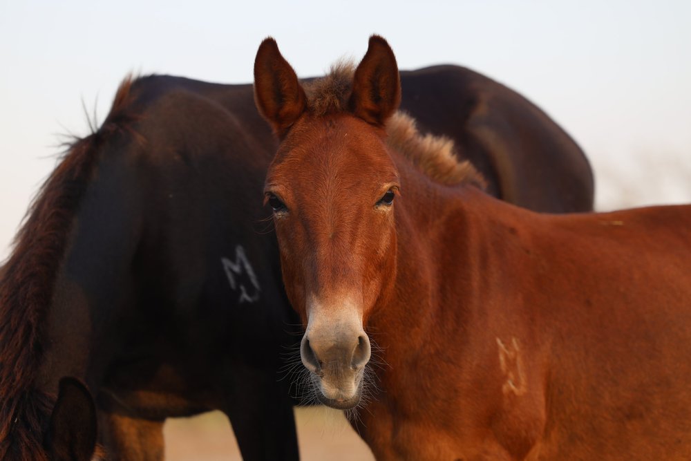 Adopt — Lost Meadows Mule Refuge