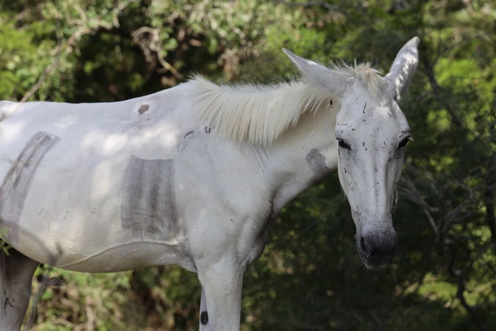 Lost Meadows Mule Refuge
