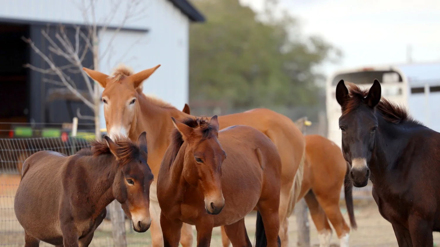 Lost Meadows Mule Refuge