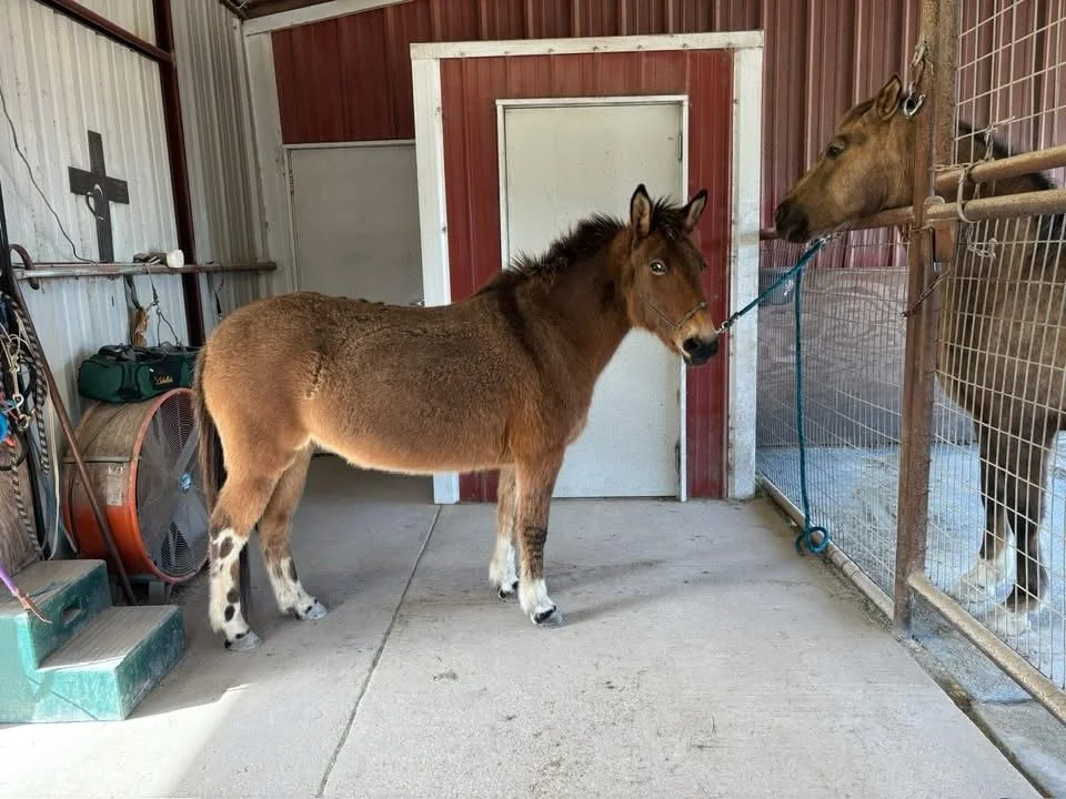 Adopt — Lost Meadows Mule Refuge
